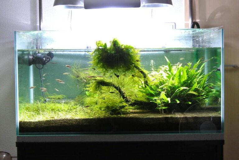 Aquarium Beginner's Guide to Keeping Fish | Best Fish Care