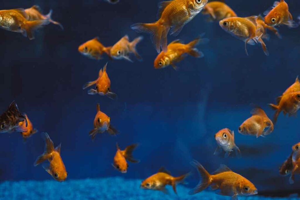 Aquarium vs Fish Tank | Everything You Need to Know | Best Fish Care